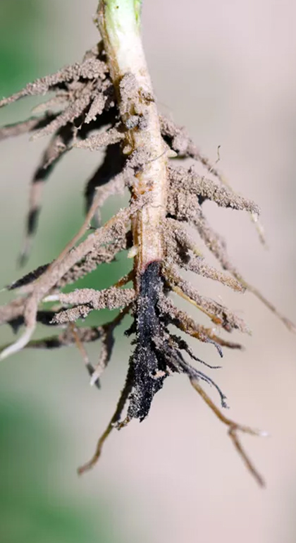 Bean Root Rot | Kenagro Suppliers Limited