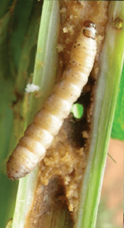 Stalk Borer Damage to Maize and Other Plants
