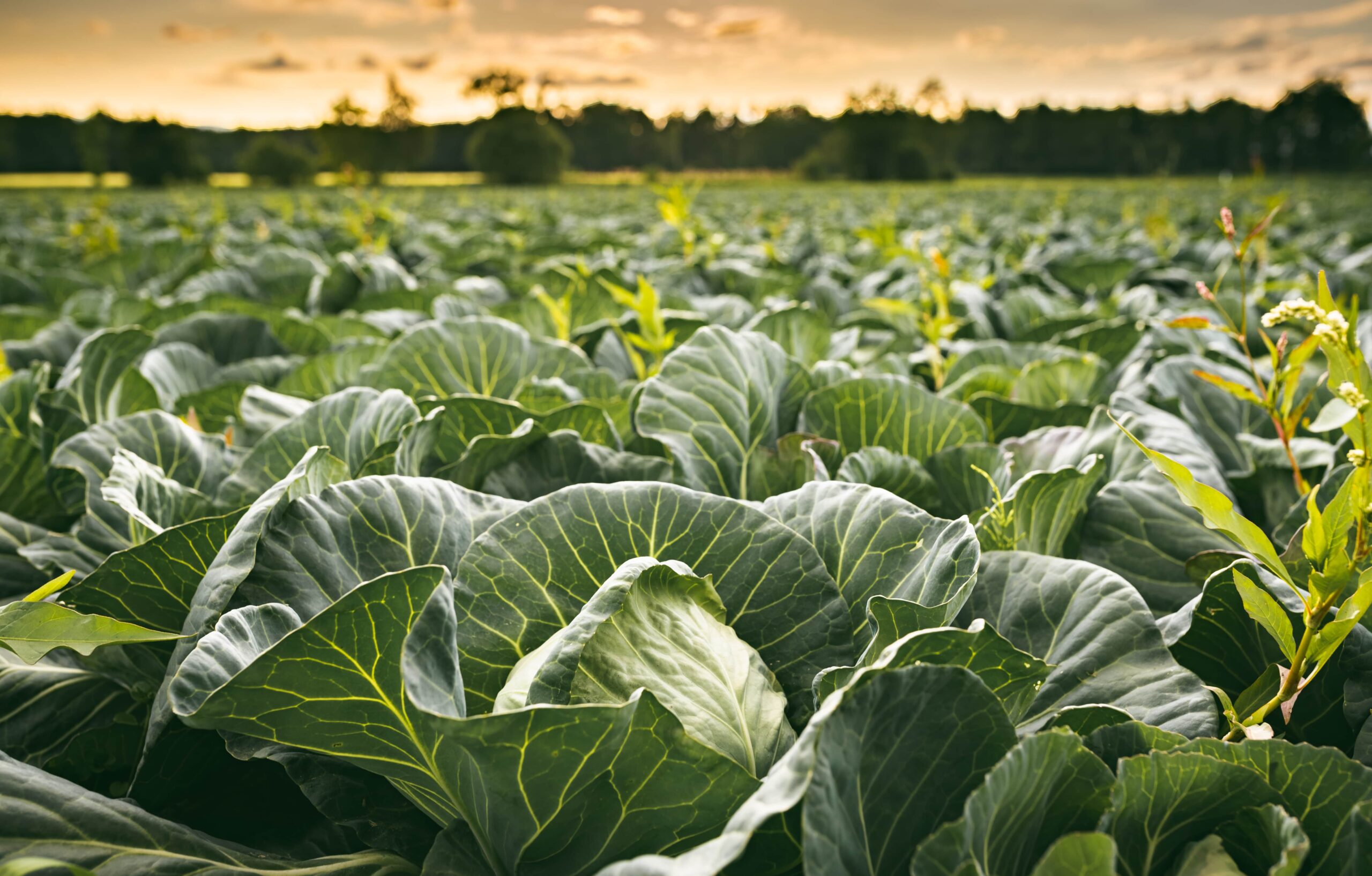 Cabbage Farming In Kenya: A Guide to Profitable Practices