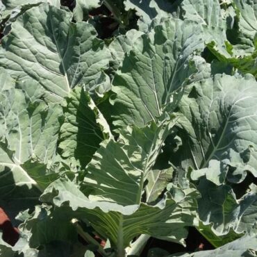 Kale Farming in Kenya: A Guide for Beginners