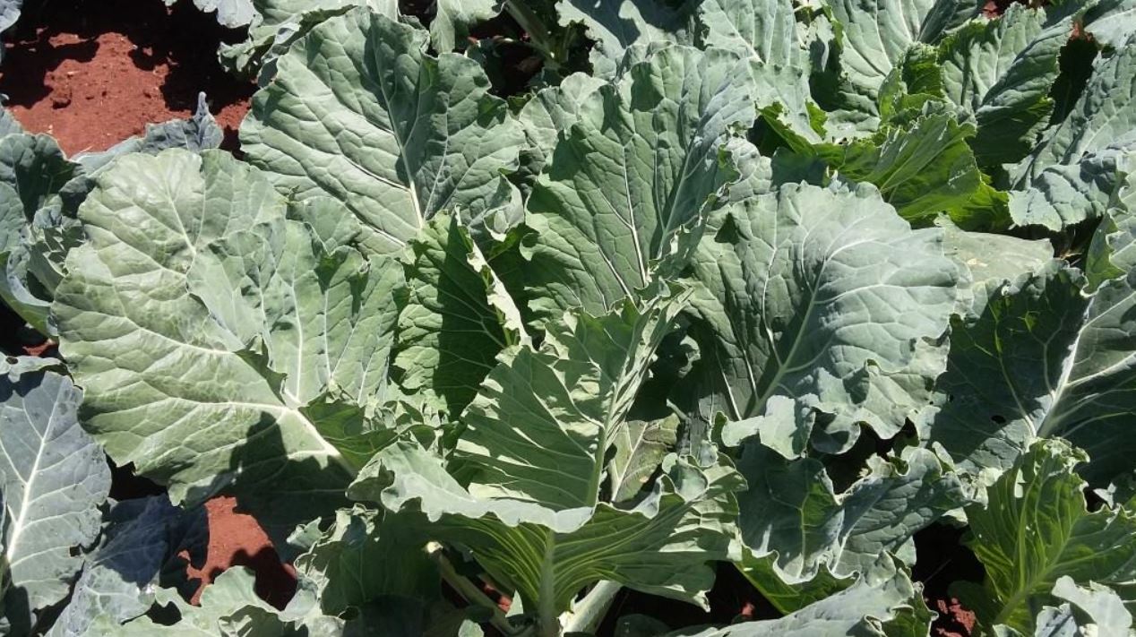 Kale Farming in Kenya: A Guide for Beginners