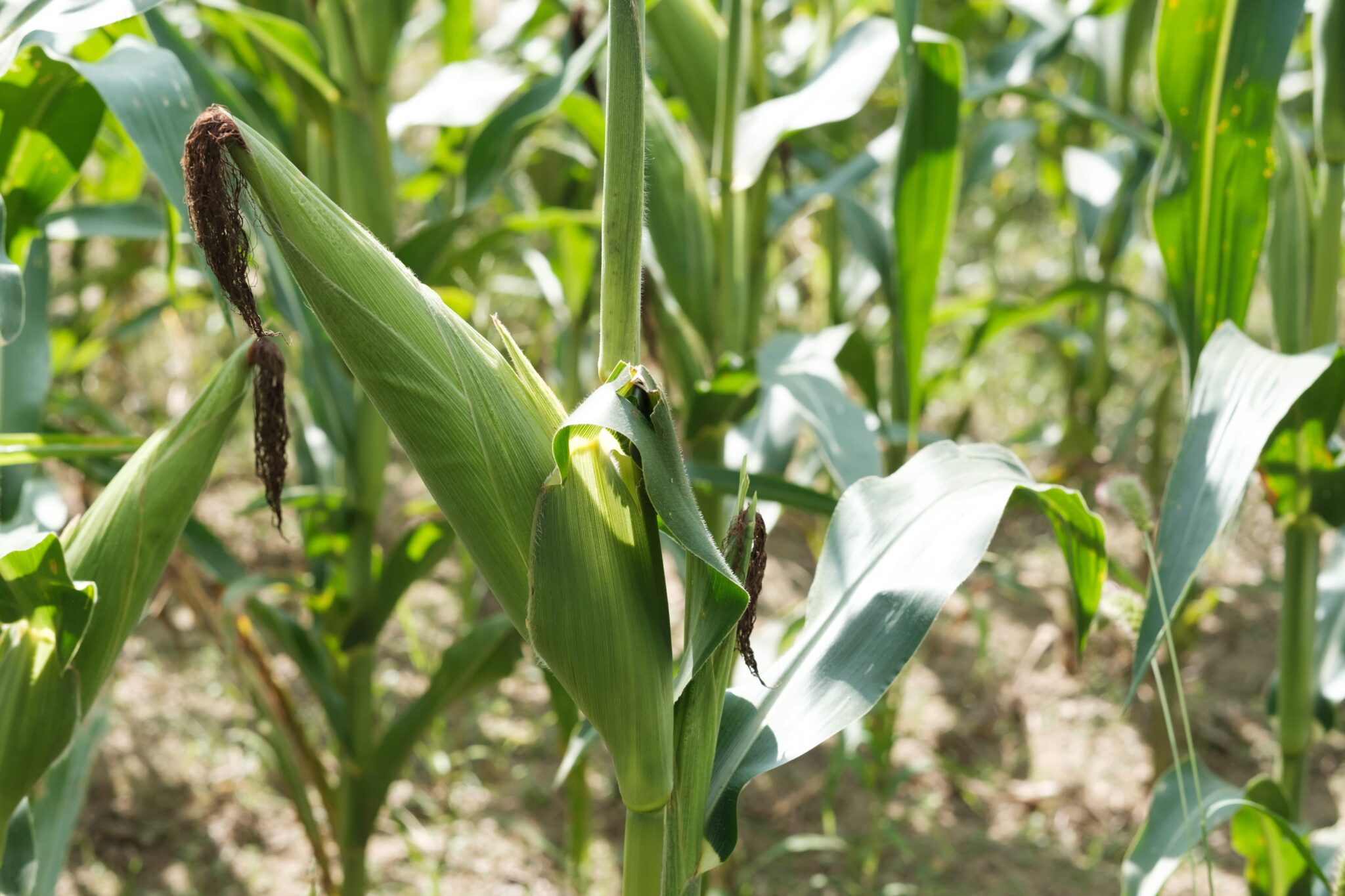 Mastering Maize Farming in Kenya: Professional Strategies for Success