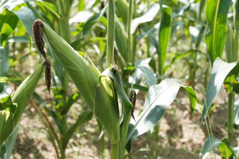 Mastering Maize Farming in Kenya: Professional Strategies for Success