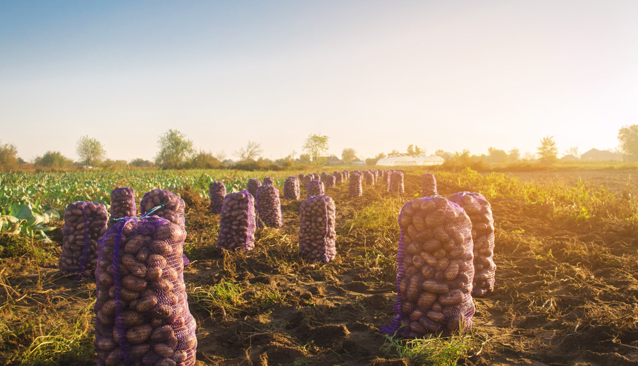Potato Farming in Kenya | Guide for Higher Yields and Profits