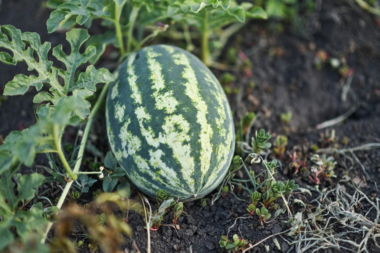 Watermelon Farming in Kenya | Guide for High Yields and Profits